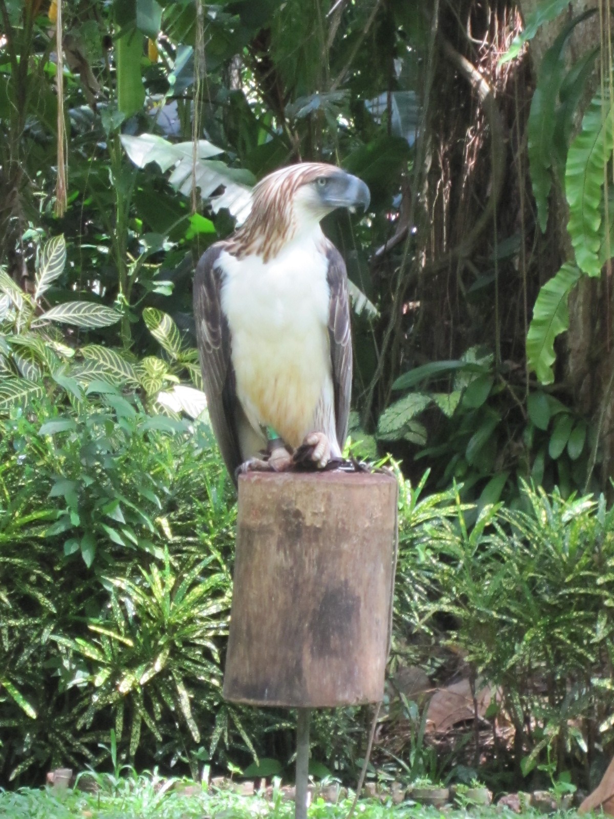 Davao 2010: Philippine Eagle Center