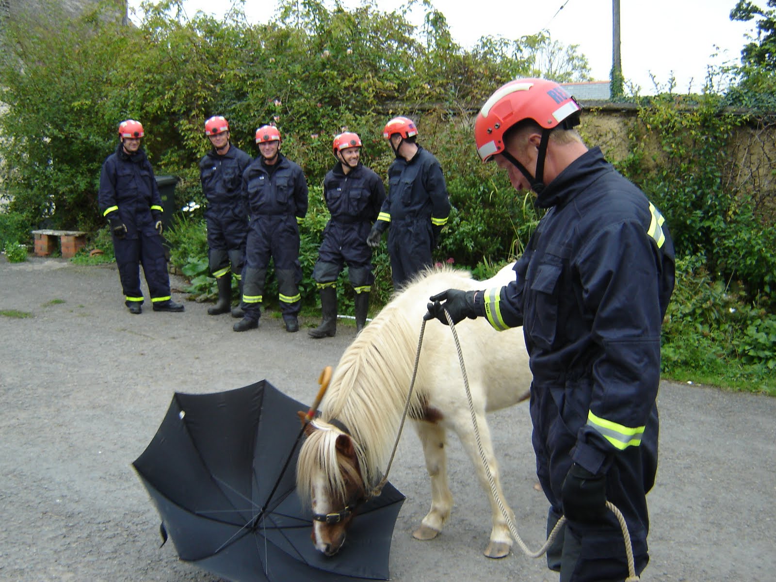Understanding Horses: Training the Animal Rescue Unit of the Devon and ...