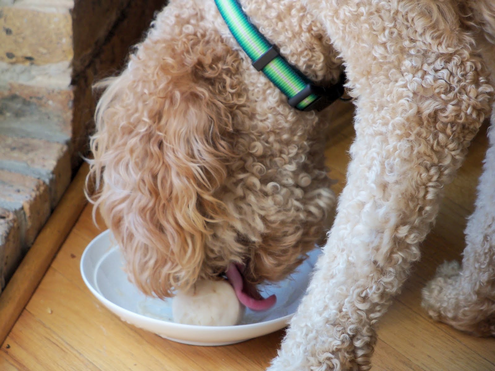 Kellie's Kitchen: Homemade Frosty Paws - Windy's Favorite Summer Dog Treat!