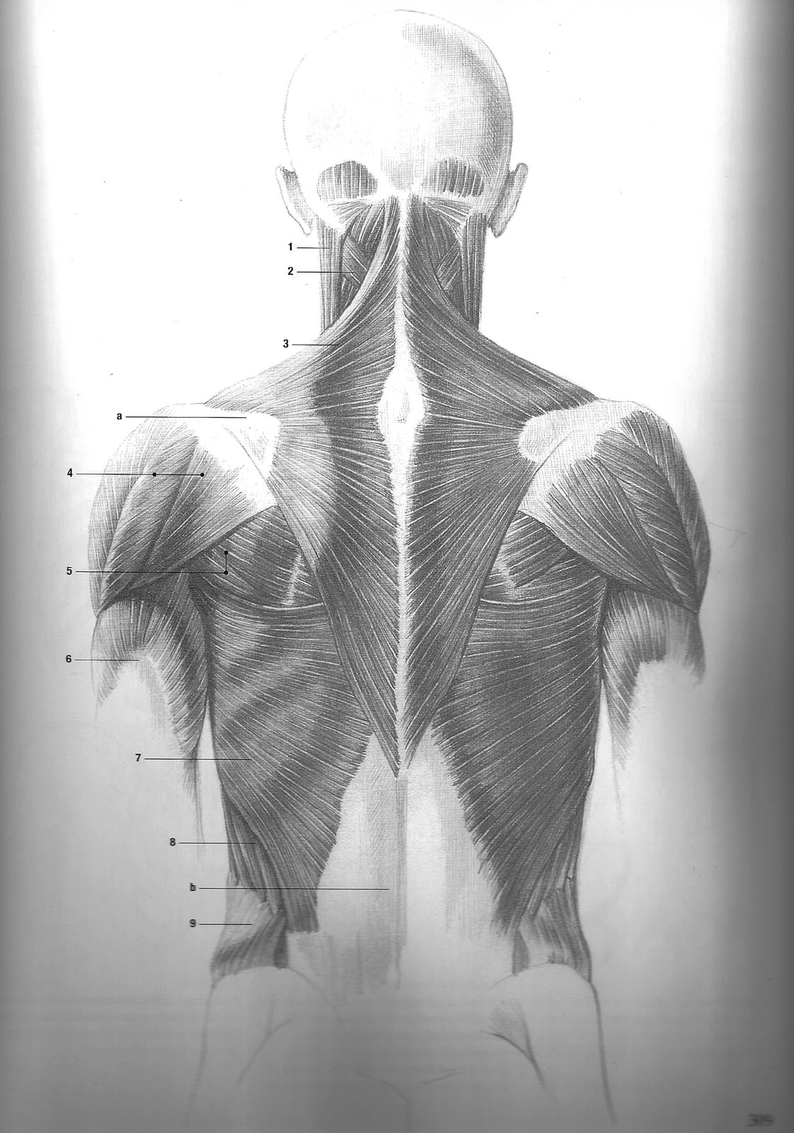 Foundation Drawing Section Z: ANATOMY- TRUNK MUSCLE STUDY