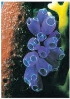 PROJETOBIOMAR: ASCÍDIA – QUE BICHO É ESTE?