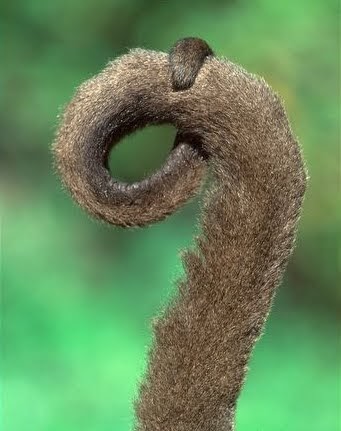 Gruagagh: De apenstaart