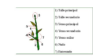 EL BLOG DEL MAESTRO: EL TALLO Y LAS HOJAS