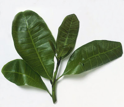 Panruti Cashews: ♥ Cashew Flower & Leaves Photo's..
