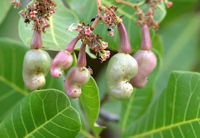 Panruti Cashews: ♥ Cashew Flower & Leaves Photo's..