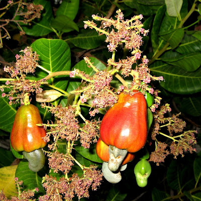 Panruti Cashews: ♥ Cashew Flower & Leaves Photo's..