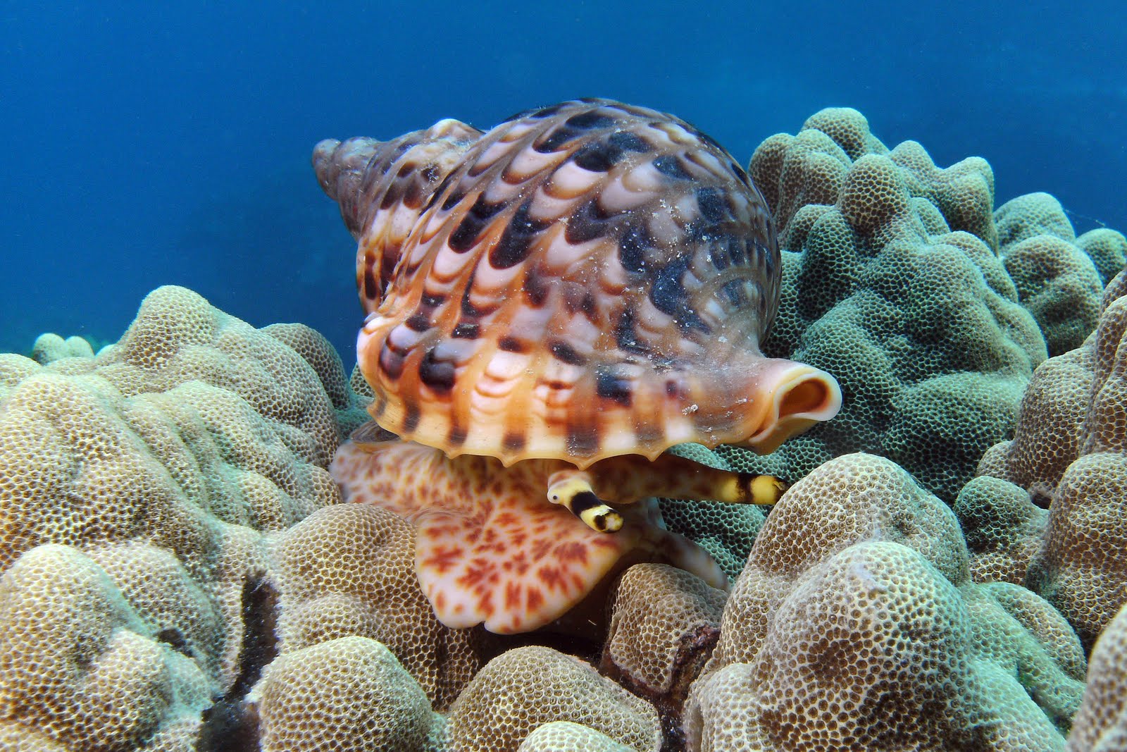 Diving the Kona Coast: Triton's Trumpet