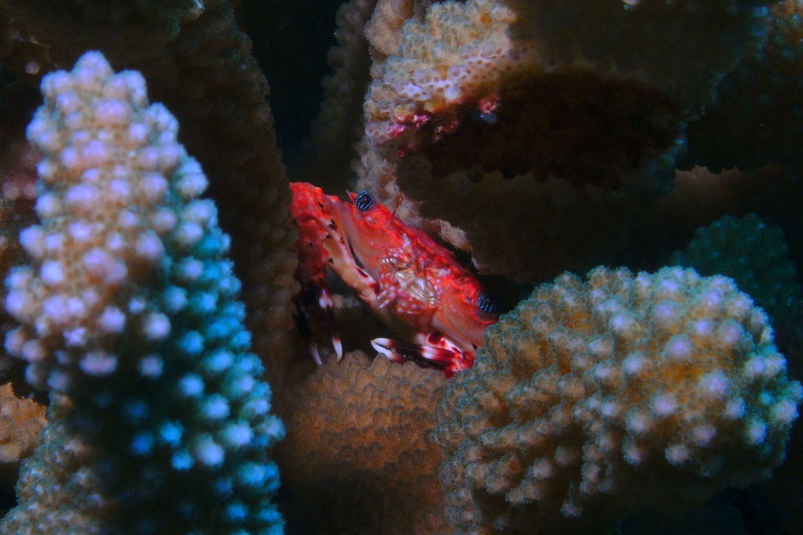 Diving the Kona Coast: Hawaiian Swimming Crab