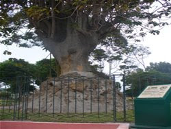 El ombú enrejado: La leyenda del ombú