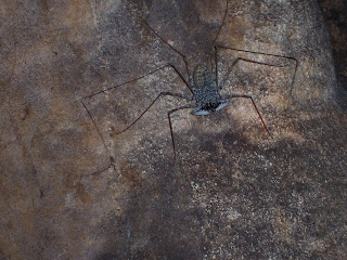 PUERTO RICO GALLERY: El Guabá