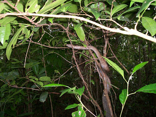 PUERTO RICO GALLERY: Nuestra Boa Puertorriqueña