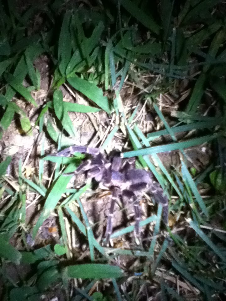 BOSQUE DE GUAJATACA: Tarántula De Puerto Rico