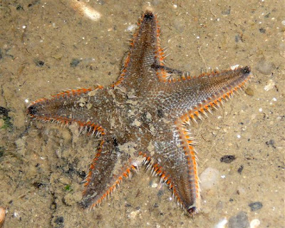 God's wonderful creation: All stars concert at Changi