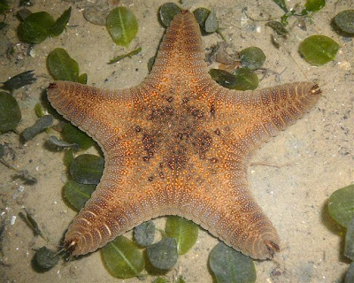 God's wonderful creation: Singapore's largest sea star!