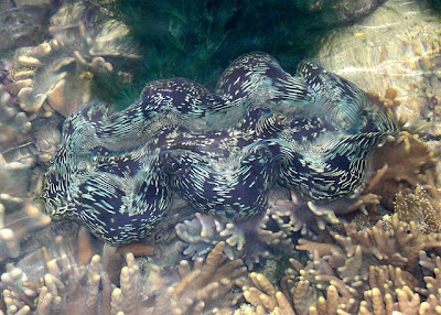 God's wonderful creation: Maxima giant clam at Jong
