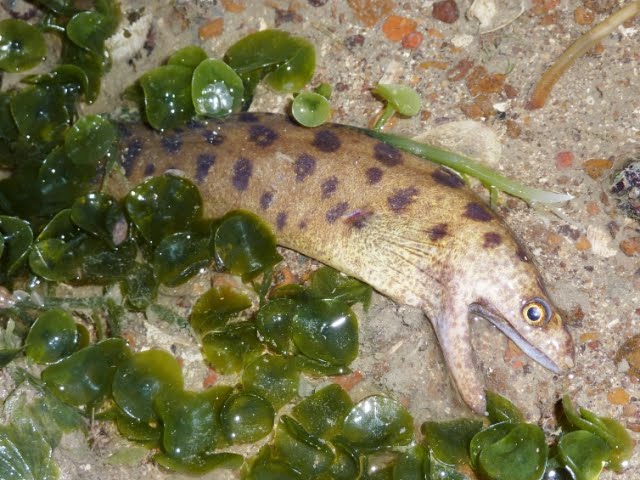 God's wonderful creation: The annual Beting Bronok checkup