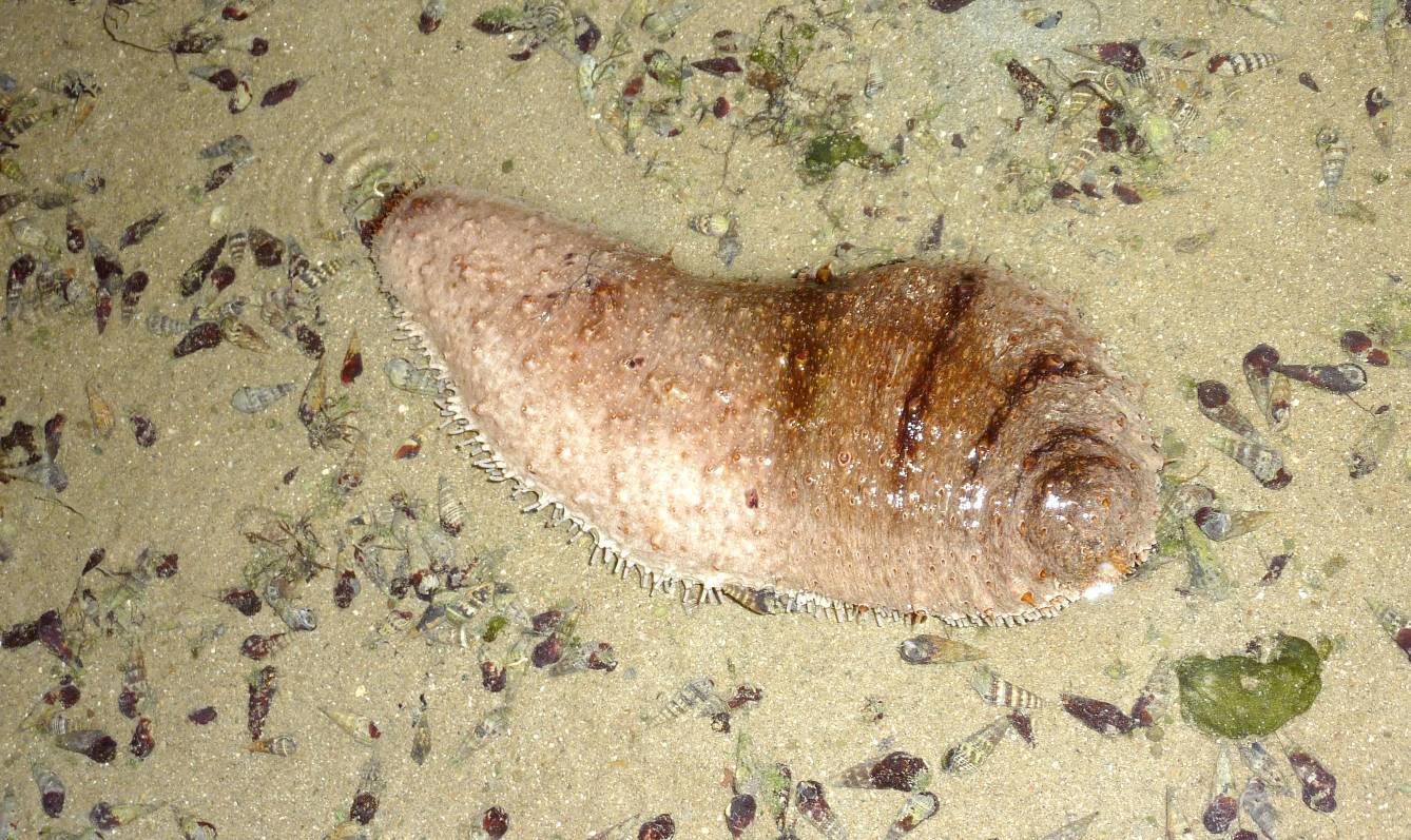 God's wonderful creation: Pink spotted sea cucumber identified!