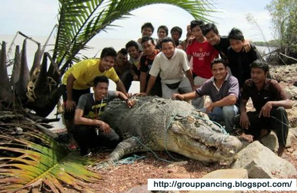 PD still have BUAYA ka?