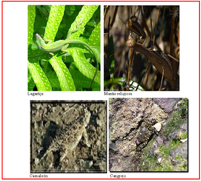 Centro de recursos para mi clase: Camuflaje de animales