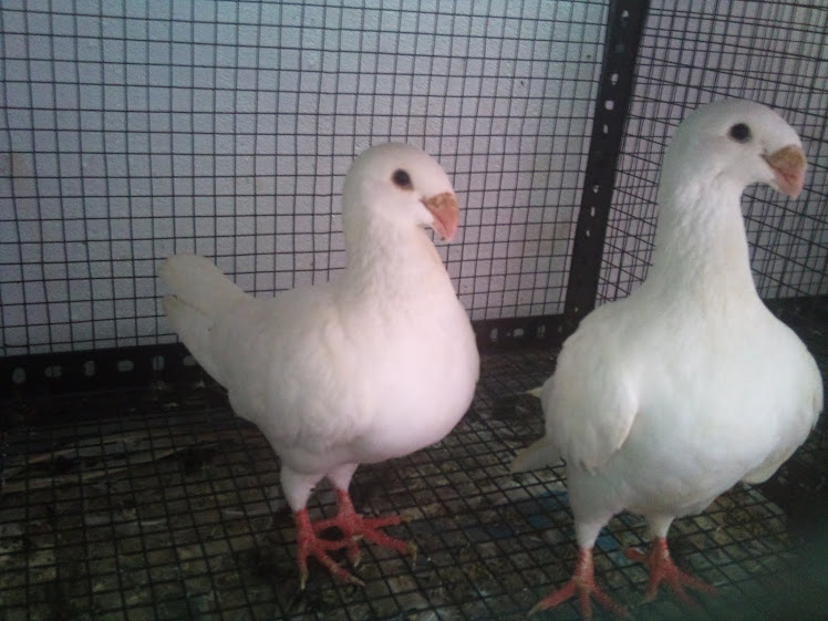 Fancy pigeons Collections: FANCY PIGEONS FOR SALE