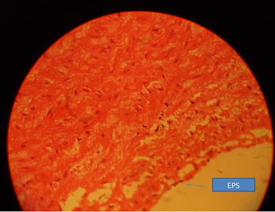 Histologia en Laboratorio: Tejido epitelial