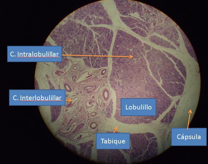 Histologia en Laboratorio: Glándulas anexas al tubo digestivo