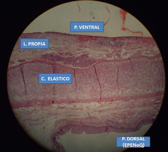 Histologia en Laboratorio: Sistema Respiratorio