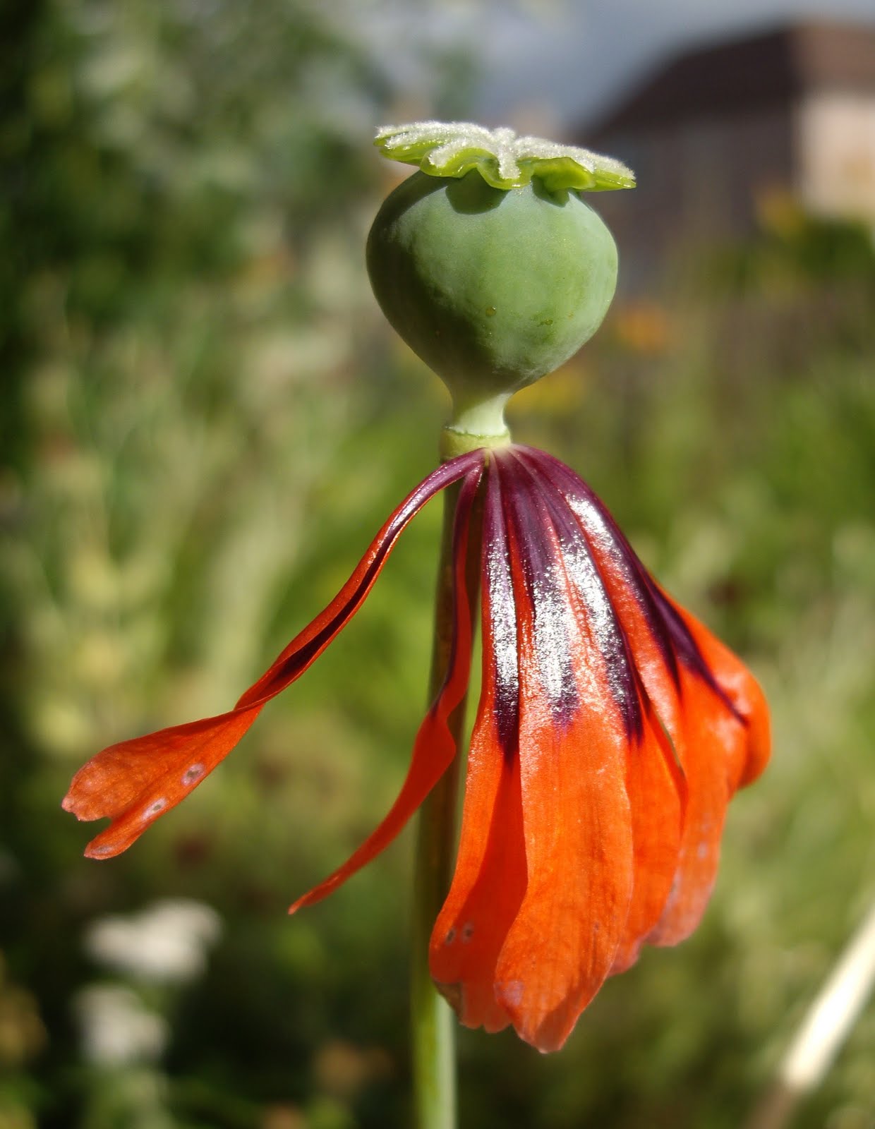 Through the Eyes of a Goldfishy: Day 195: Poppy Dancer