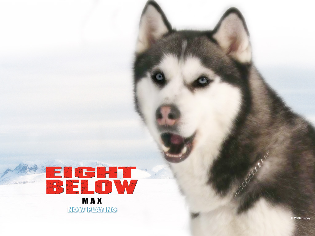 Movie Reviews: EIGHT BELOW