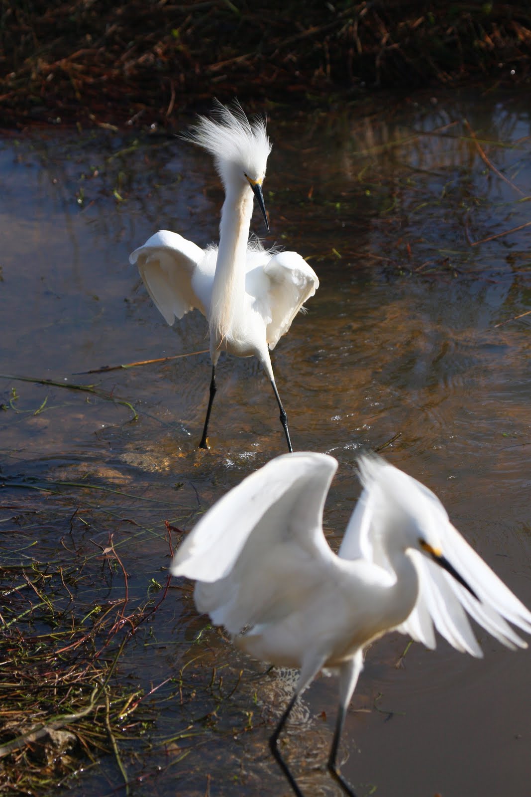 pelagicus: Egregious behaviour