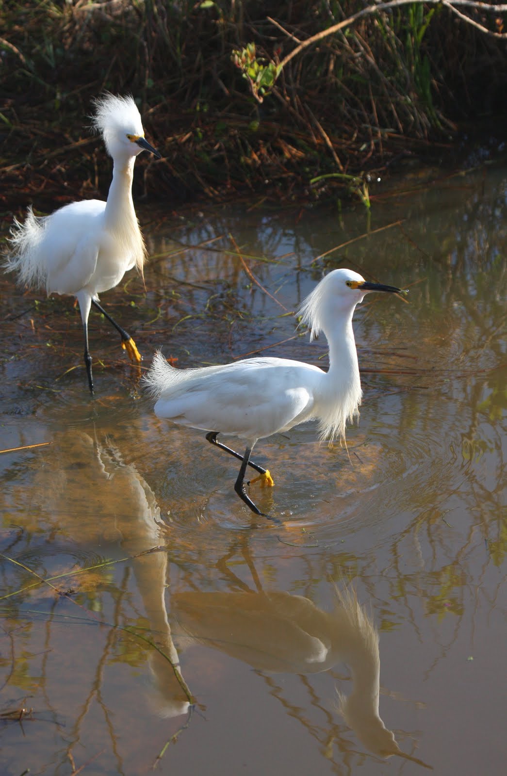 pelagicus: Egregious behaviour
