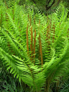 The Phytophactor: Oldest species on Earth is a fern