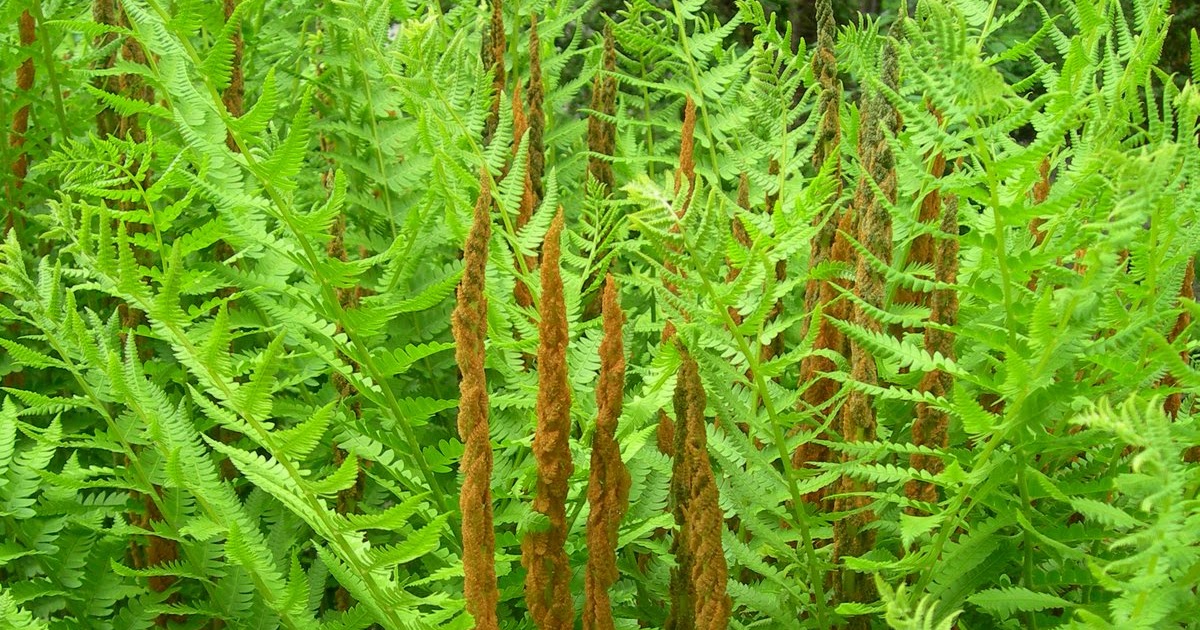 The Phytophactor: Oldest species on Earth is a fern