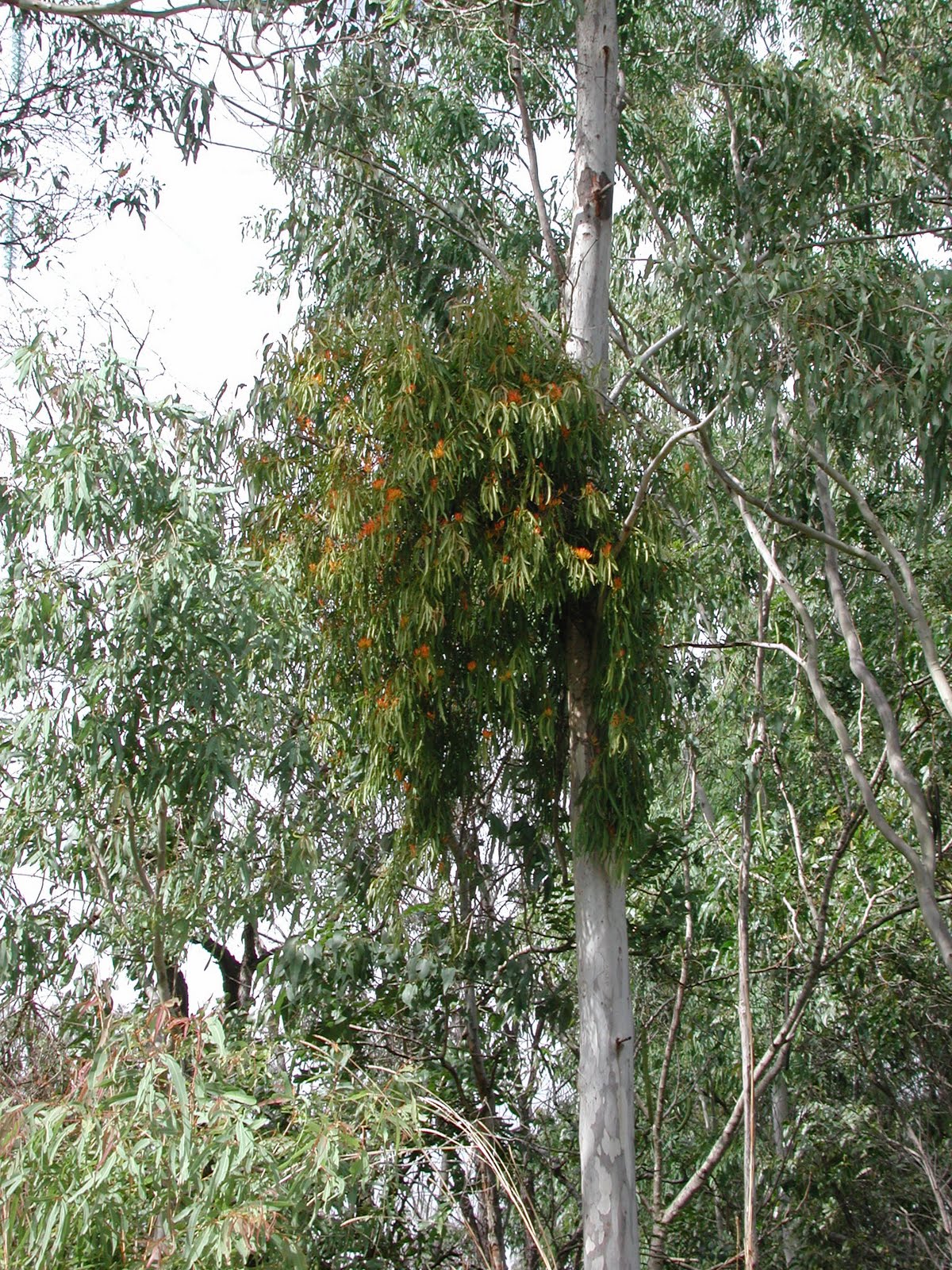The Phytophactor: Friday Fabulous Flower from Far Afield - Mistletoe
