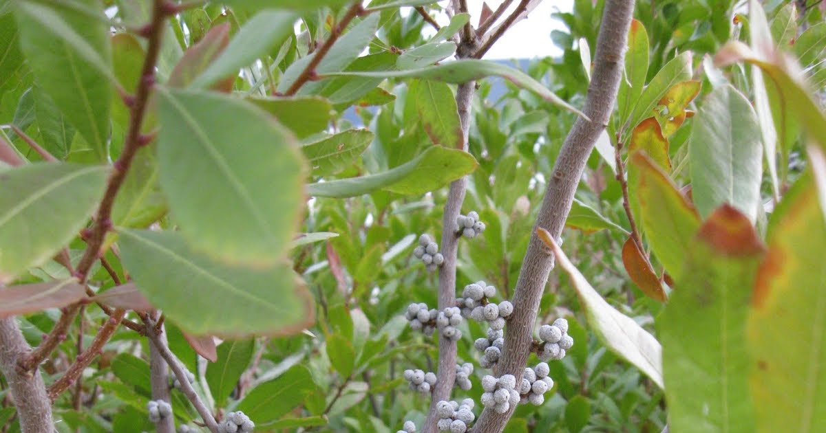 The Phytophactor: Fall Color - Bayberry