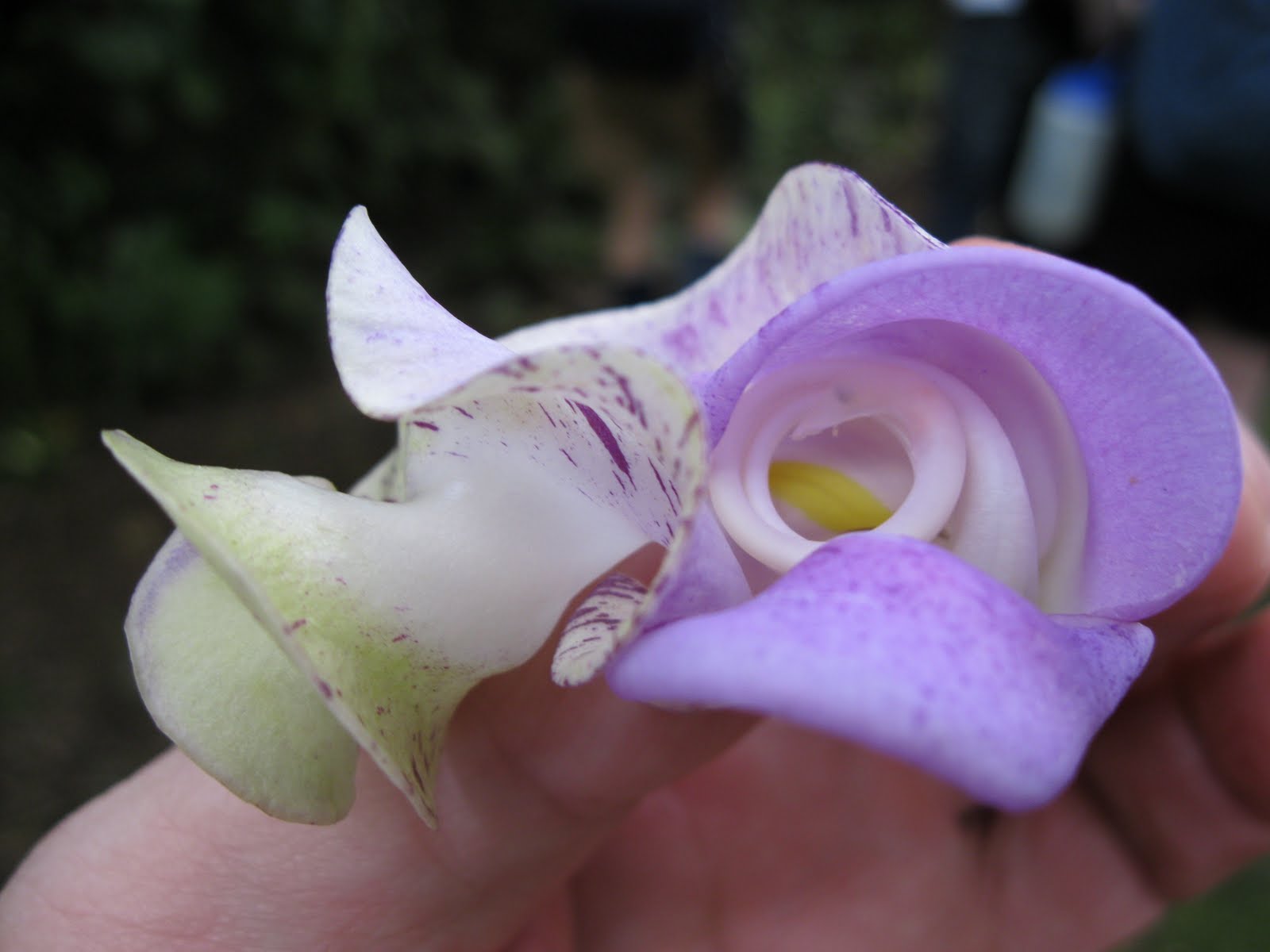 The Phytophactor: Rainforest Field Trip - Corkscrew Flower