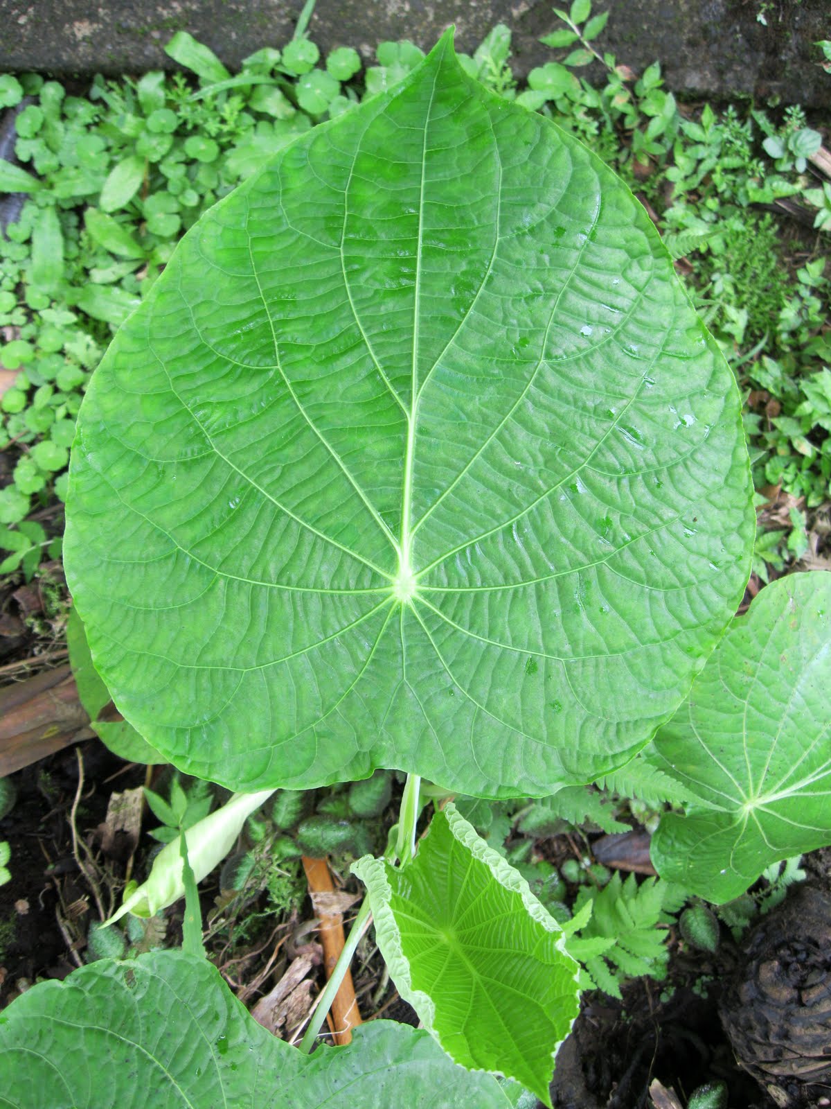 The Phytophactor: Tropical peltate leaves