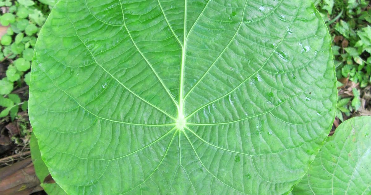 The Phytophactor: Tropical peltate leaves