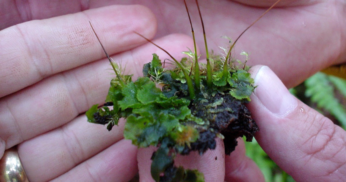 The Phytophactor: Bryophyte Week - Hornworts