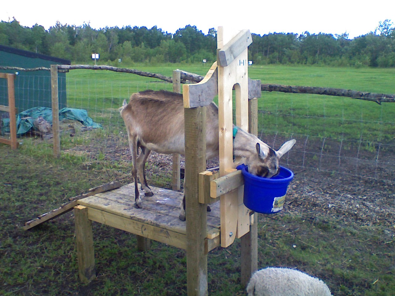 Hobby Farming: Goat Basics