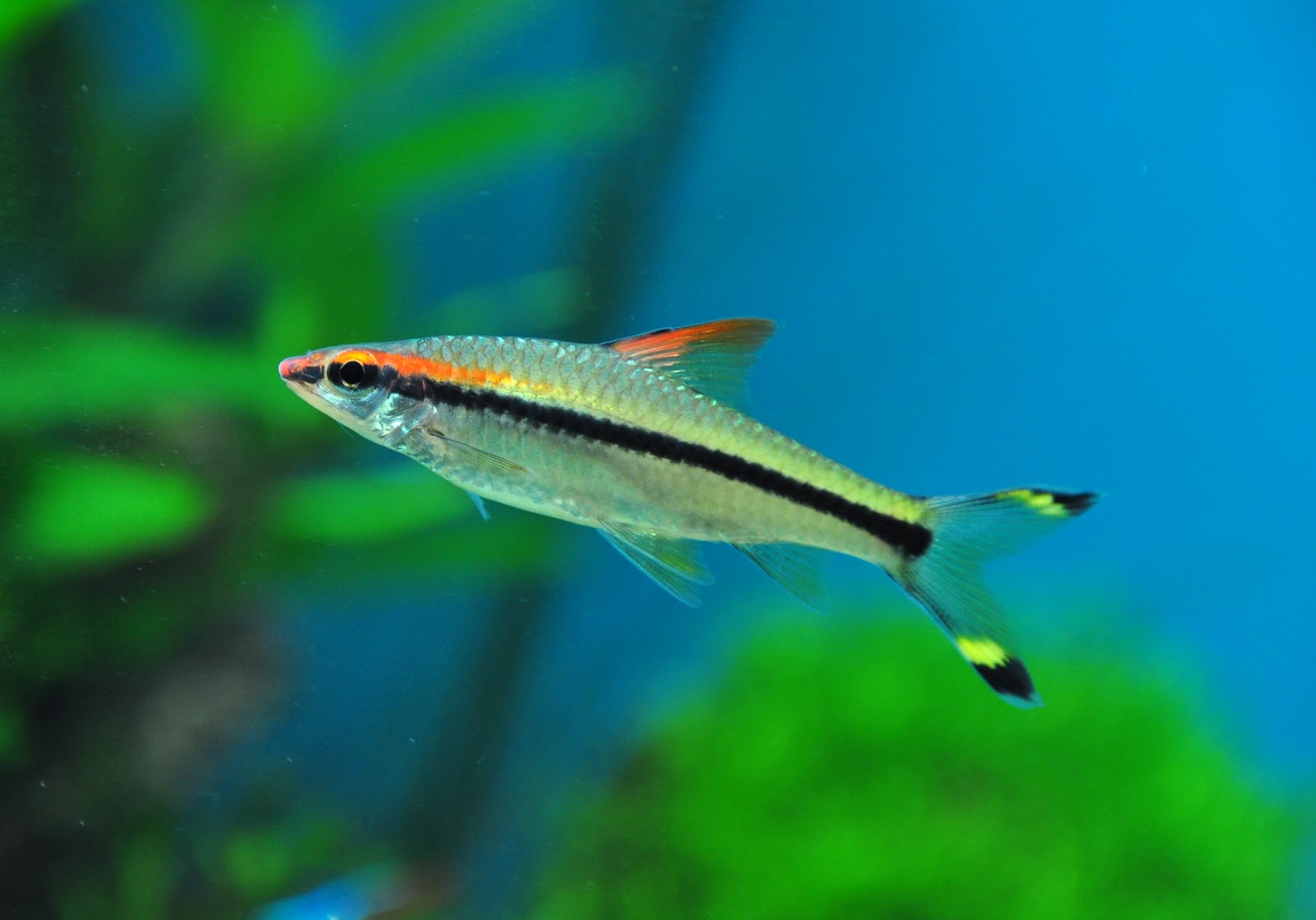 Aquarium - feel the nature at home: 1000 - Amberseaside
