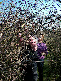 Dolors Marta Inge: Collint aranyons i baies de rosa gavarrera
