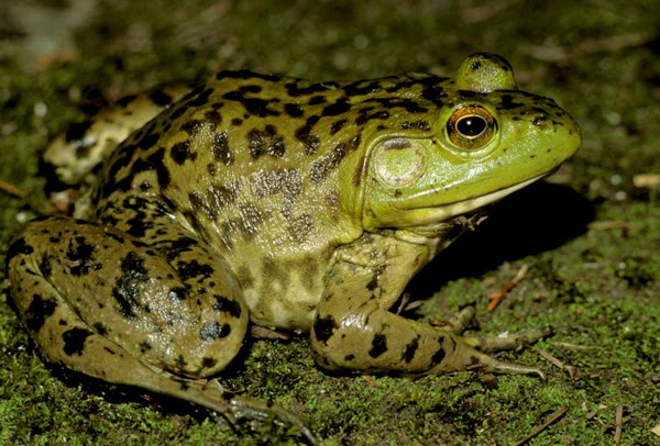 Animal A Day!: American Bullfrog