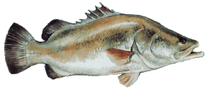 Nile Perch Invasive Species