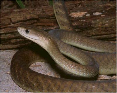 Forest Life : Black Mambas Biography