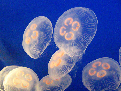 Moon Jellyfish