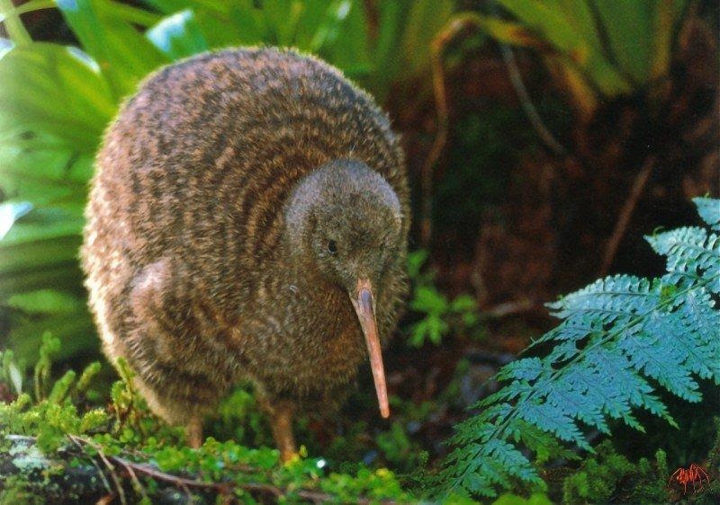 Great Spotted Kiwi
