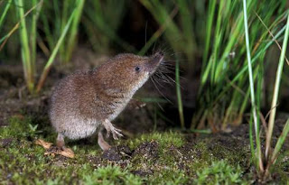 Pygmy Shrew