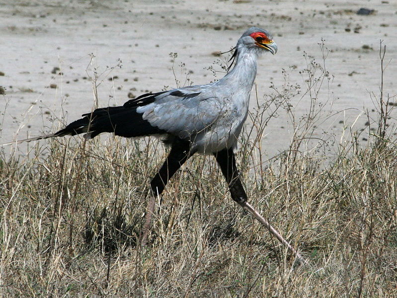 Secretary Bird