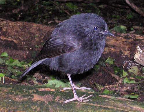 Chatham Black Robin